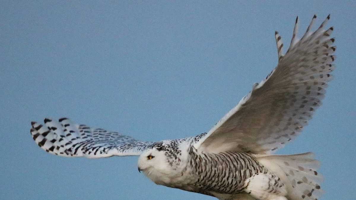 Wake Up Call: Snow owls at Duxbury Beach