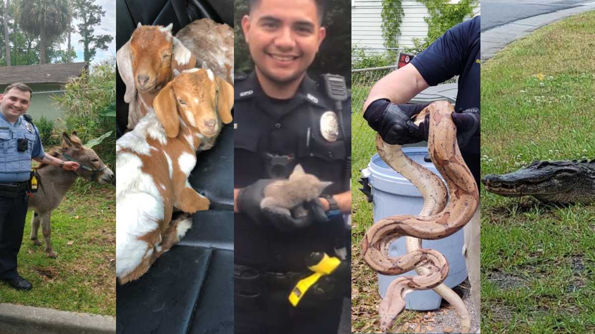 Police on Animal Patrol: 8 times Chatham County officers have had to ...