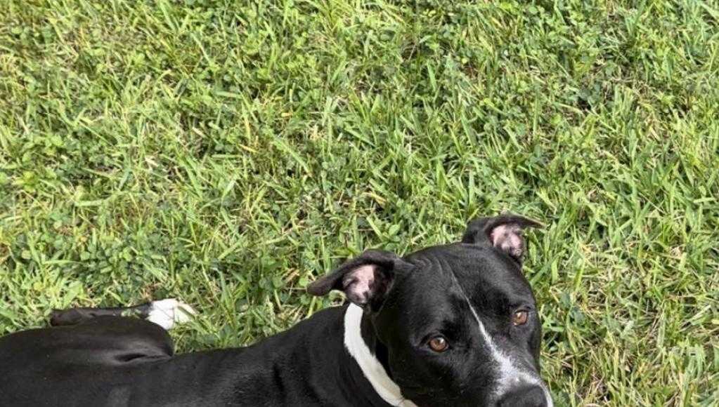 Dog found tied to a pole in Florida is ready for his forever home