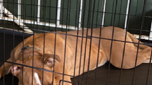 Lost and Found Pets in the WXII 12 Community