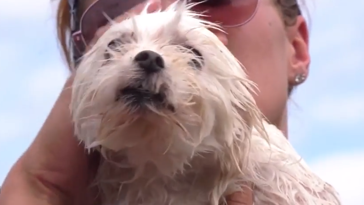 'It's amazing she's alive': Humane society rescues dog trapped for days ...