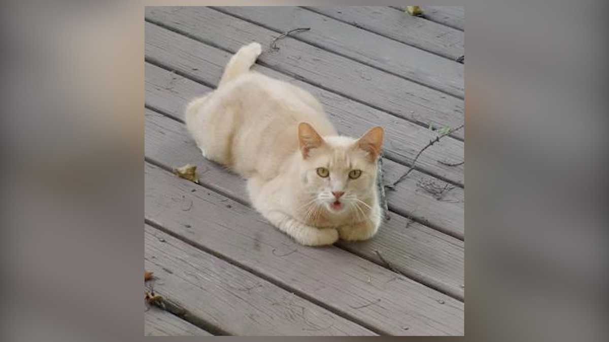 Cat's obituary helps raise thousands for Humane Society