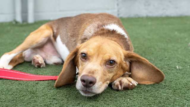 Dogs rescued in massive SC animal abuse case need homes in Mass.