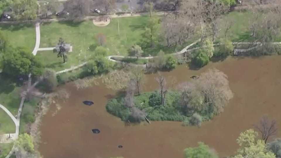 Southside Park pond in Sacramento covered in aquatic fern