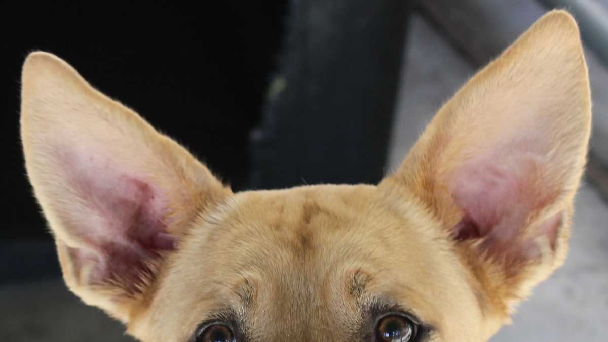 New 10-acre 200,000 square foot Lowcountry animal shelter campus opens ...