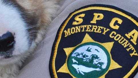 SPCA offers free neuter and spaying services
