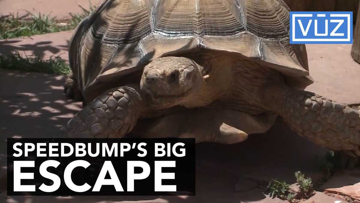 Speedbump the tortoise proven escape artist