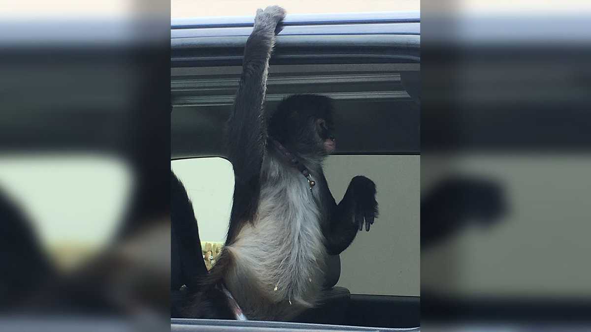 Victim of monkey attack: 'She launched off my face'