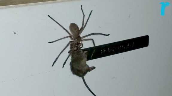 Australian finds spider carrying mouse