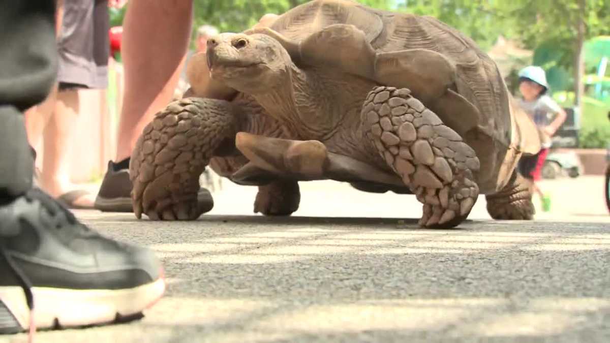 Louisville Zoo tortoise makes adorably slow trip to his summer home