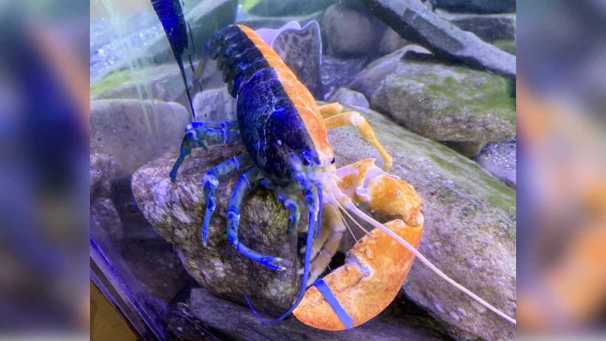 Split-colored lobster on display in New Hampshire