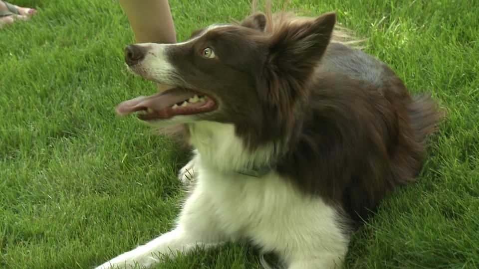 Friday, August 2nd: A Virtual Fence for Fido