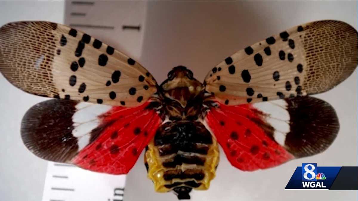 Study: Spotted lanternfly costing Pennsylvania $50 million annually