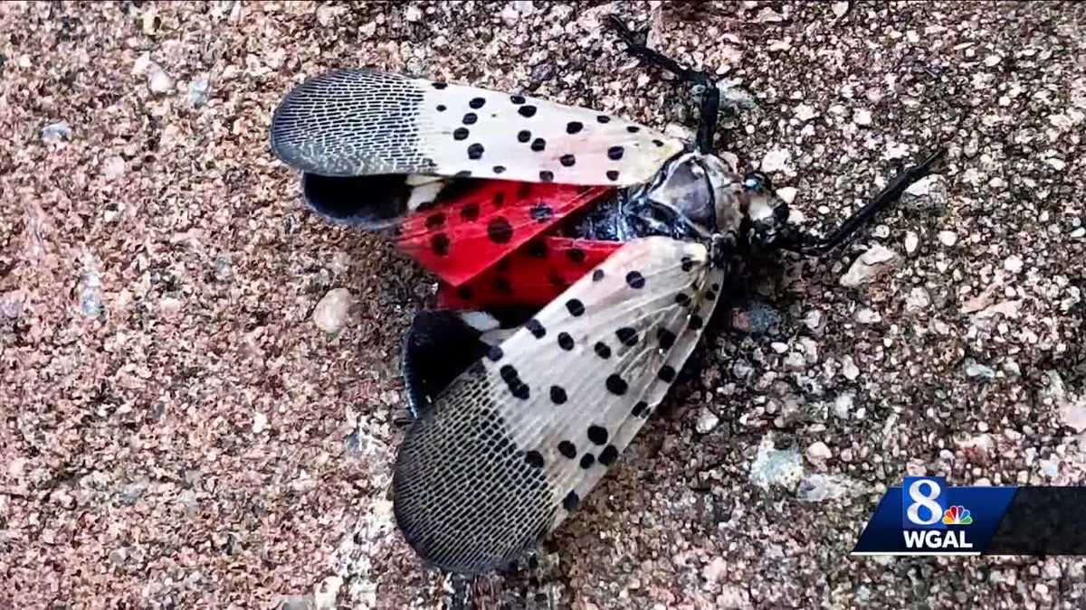 11 Pennsylvania counties added to spotted lanternfly quarantine