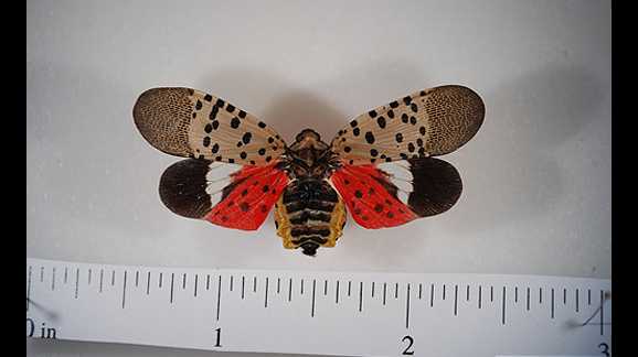 Spotted lanternfly: Insect known to kill plants found in Indiana