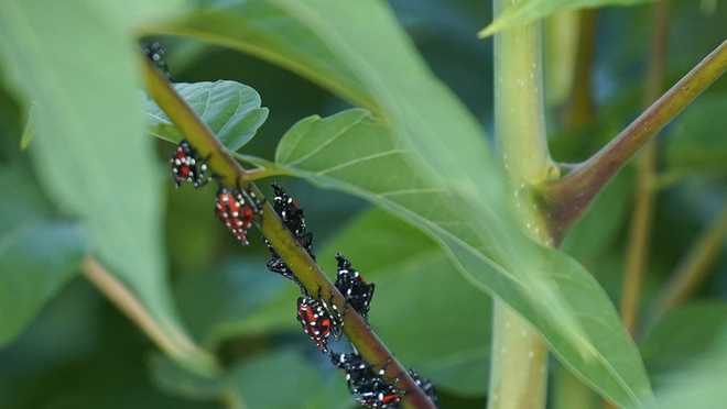 Invasive spotted lanternfly found in Wellesley, Massachusetts