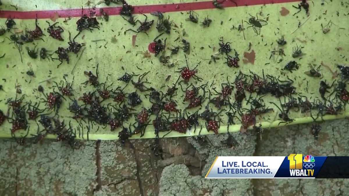 Here's why the spotted lanternfly is back ... with a vengeance