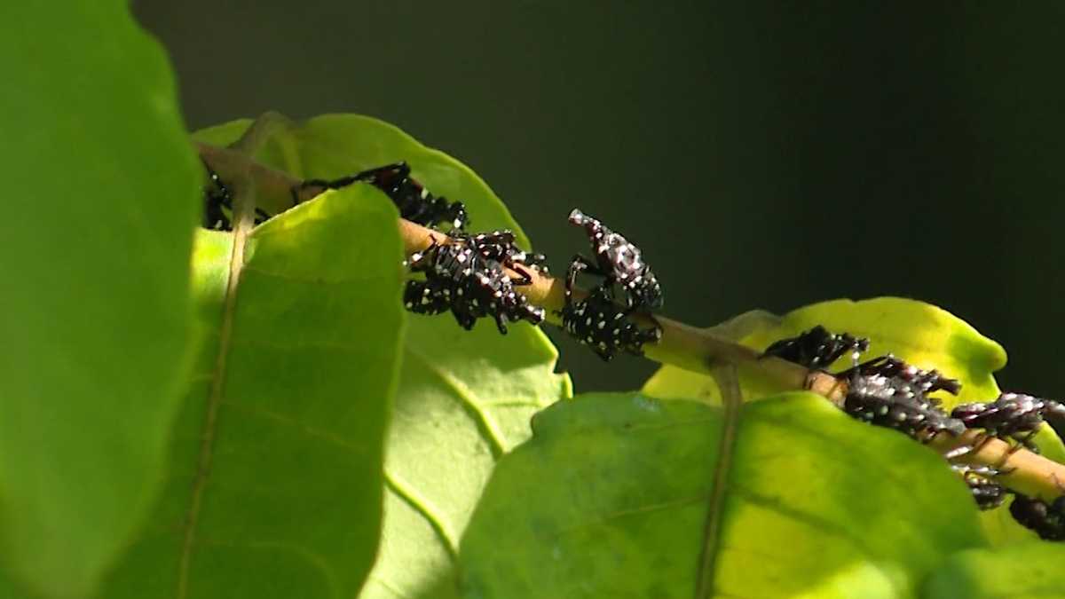 Spotted lanternflies pestering you? Here are an arborist's tips