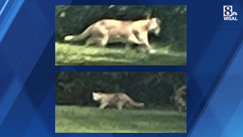 2 large cats spotted in yard of York County home