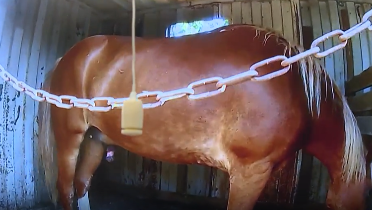 Tensions rise in court over Springfield Township horse farm animal ...