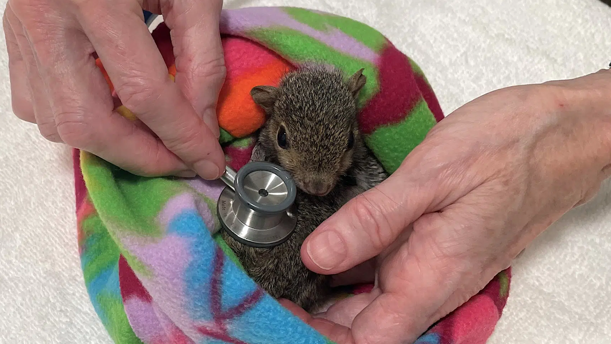 Baby squirrels kept as pets brought to Naples animal hospital in “grave ...