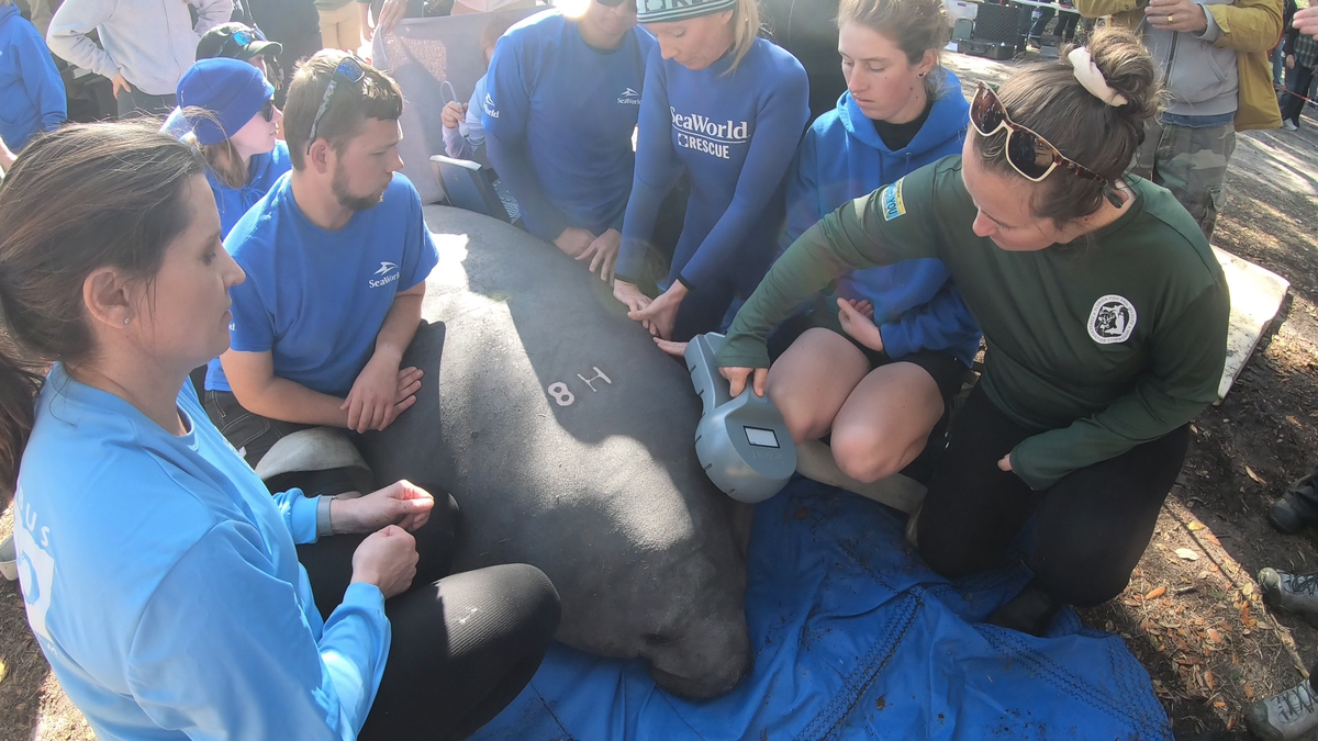 Photo Gallery: Manatees released in Florida