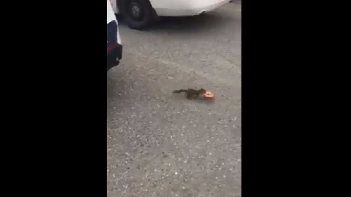 'That's a straight-up felony': Squirrel caught on camera stealing cop's ...