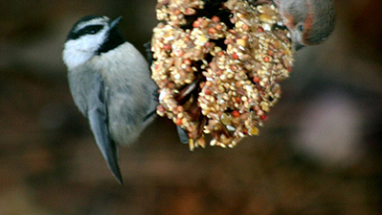 Here's a great project to cheer the birds on a cold winter day
