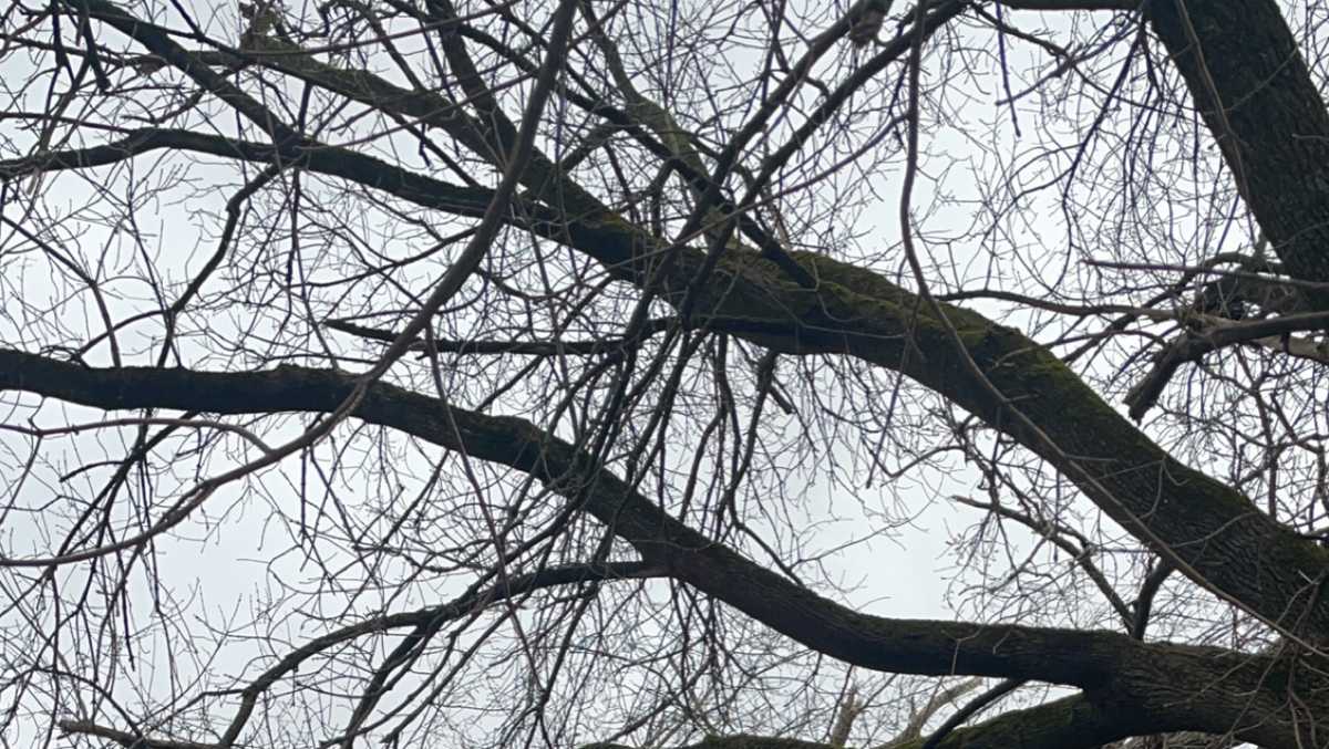 See photos of damage from Tuesday night's winter storm in Vermont