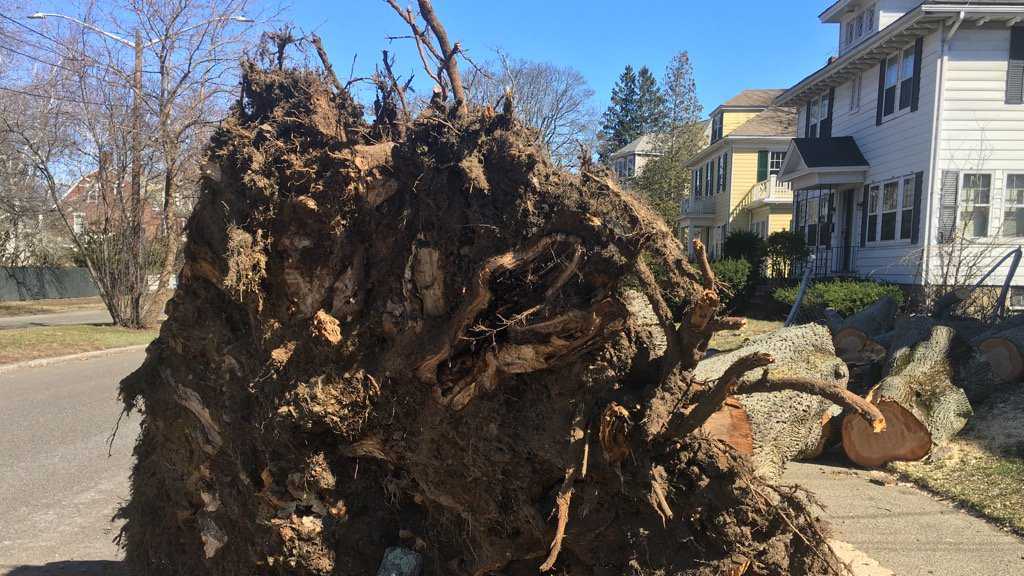 Gusty winds snap trees, down power lines