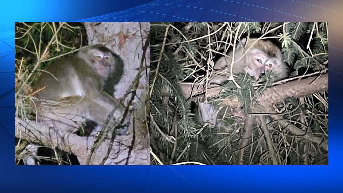 Police: Truck with 100 monkeys crashes in Pennsylvania, 3 monkeys found ...