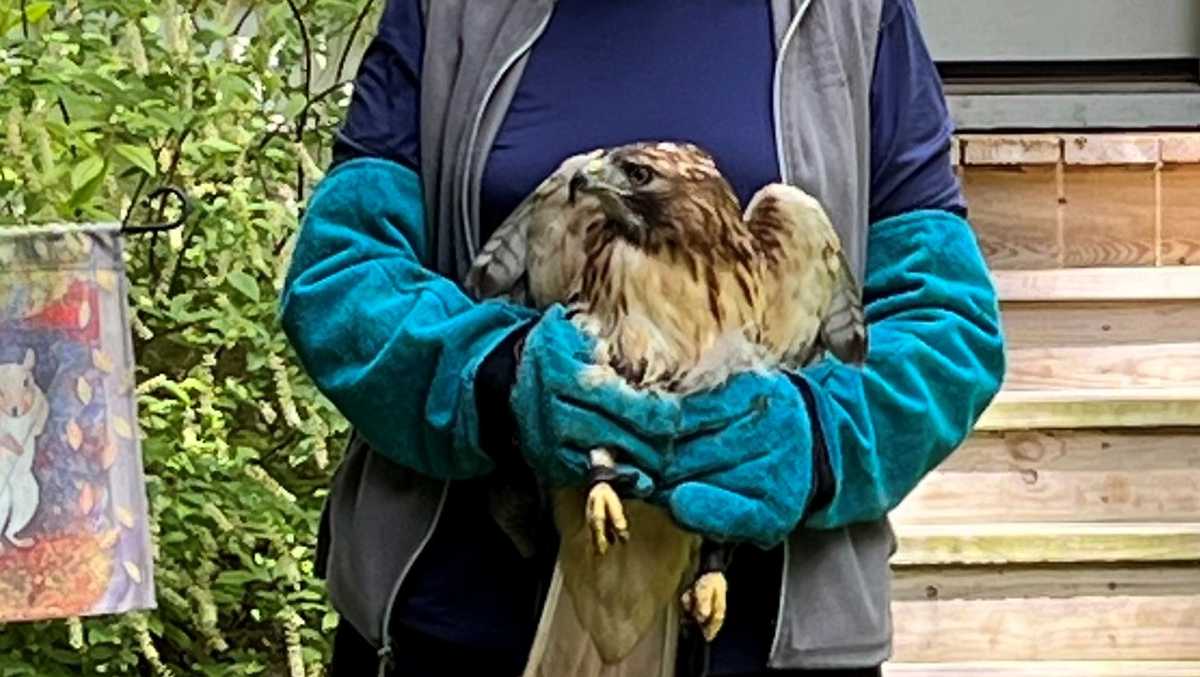 Missing injured hawk found after fallen tree destroys enclosure