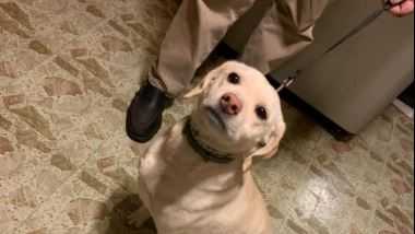 5-year-old Labrador beagle mix alerts Ashland family of a house fire