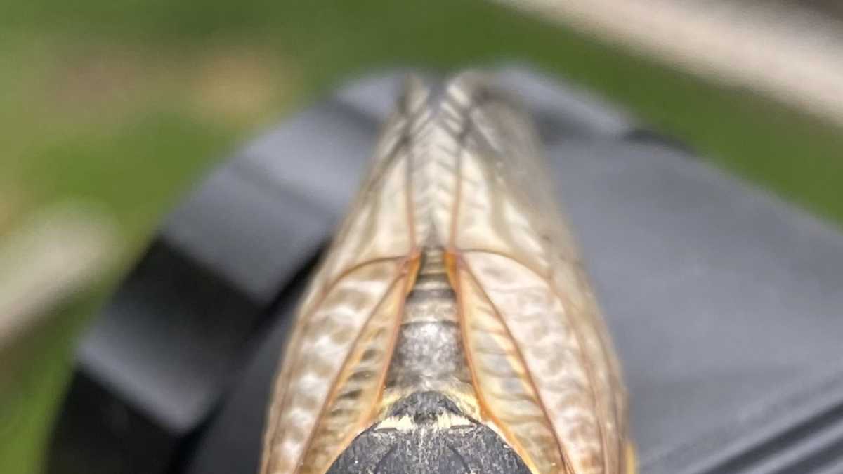 Photos: See the Brood X Cicadas emerging in Maryland