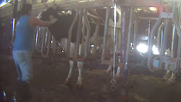 Undercover video shows worker kicking cows at dairy farm