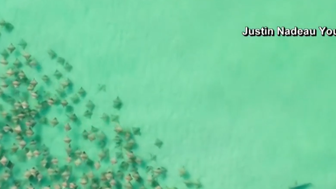 VIDEO: Stingrays narrowly dodge shark in Florida