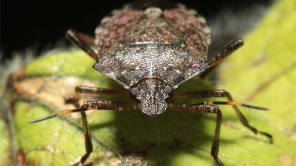 Stink bugs settle into homes across Ohio, Kentucky, Indiana