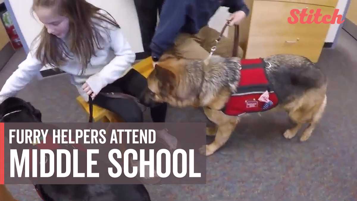 Support dogs join students at this middle school