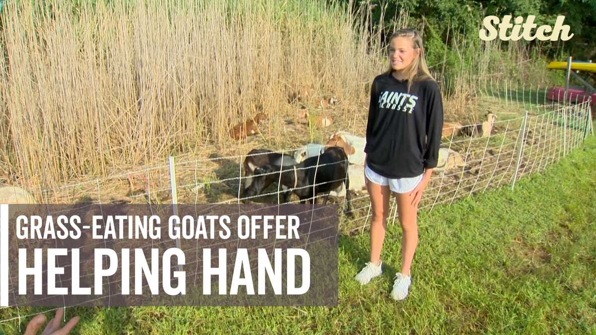 Goats grab grass in effort to save community beach