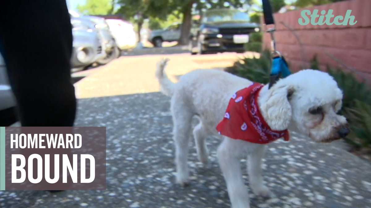 Texas family reunited with long-lost dog who traveled all the way to ...