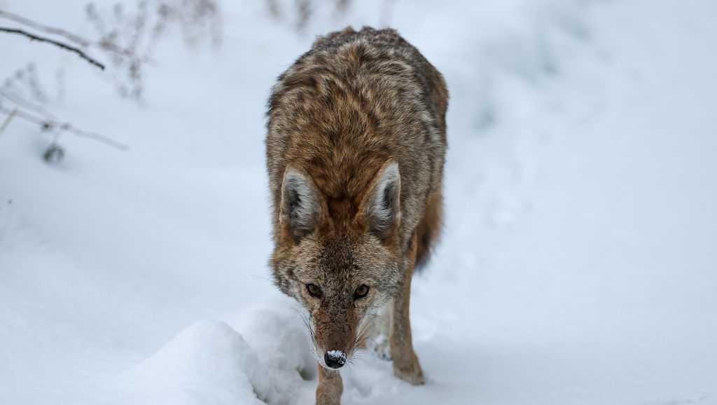 Vermont House Representatives co-sponsor bill to prevent inhumane ...