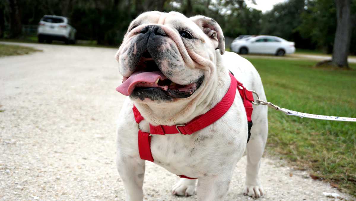 Stolen California bulldog found 3 years later in Florida