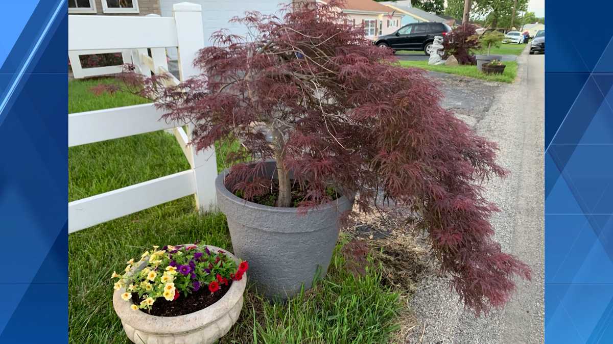 Japanese maple trees stolen from North Huntingdon home