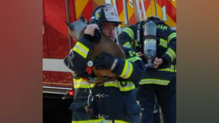 Family dog rescued from burning home by Stoneham firefighters