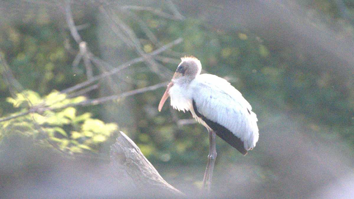 Rare subtropical bird discovered in Wisconsin