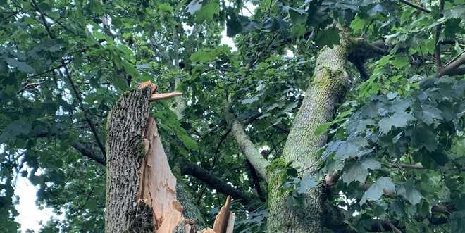 Storms down trees in parts of Androscoggin & Cumberland counties