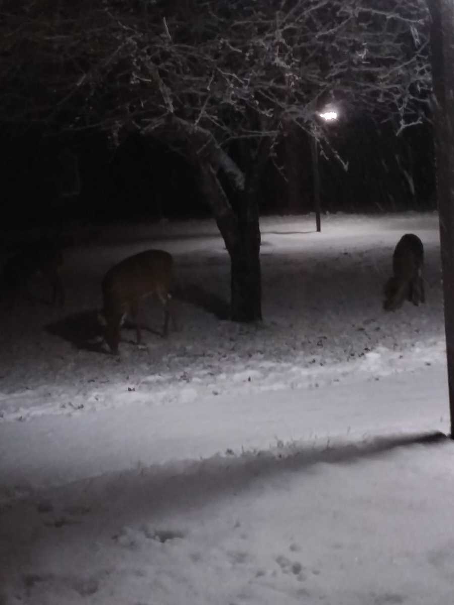 Maine a winter wonderland with first widespread snow of season