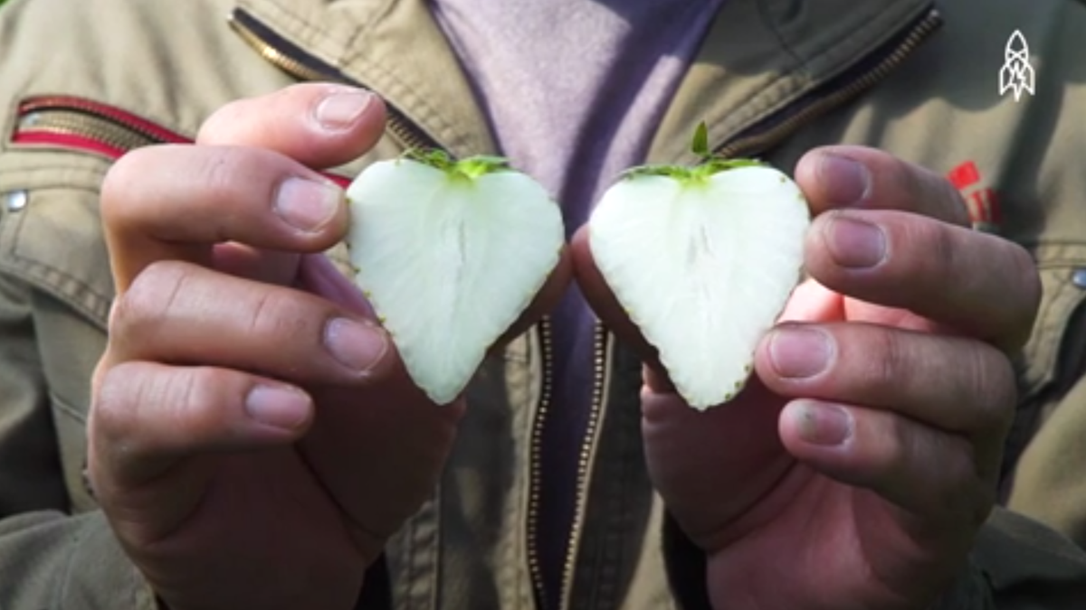 Cultivating Japan’s Rare White Strawberry