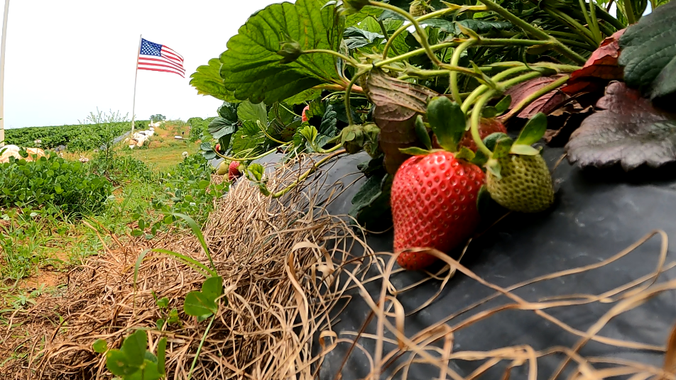 Visitors celebrate 'peak strawberry season'