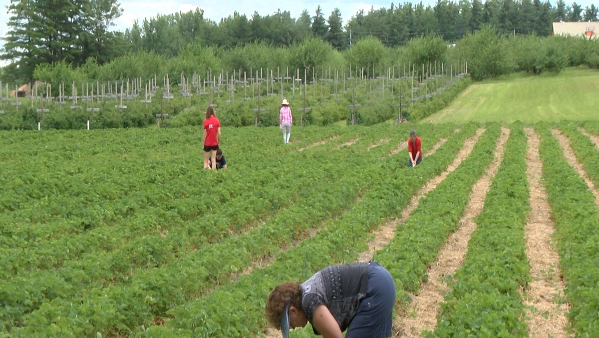 North Country strawberry fields ripe for picking